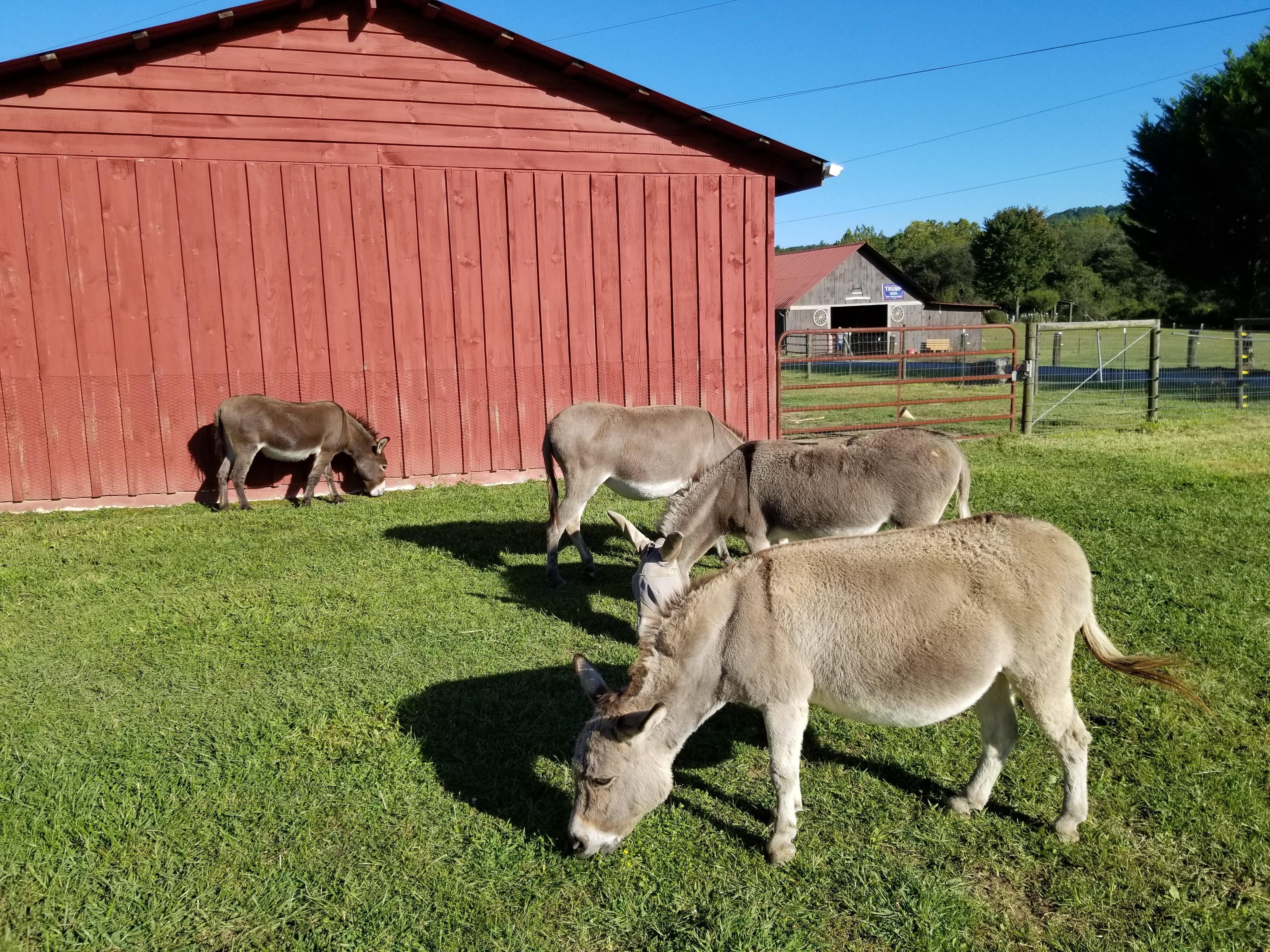Our Tiny Farm NC in Western NC: Pictures of Our Mini-Donkeys