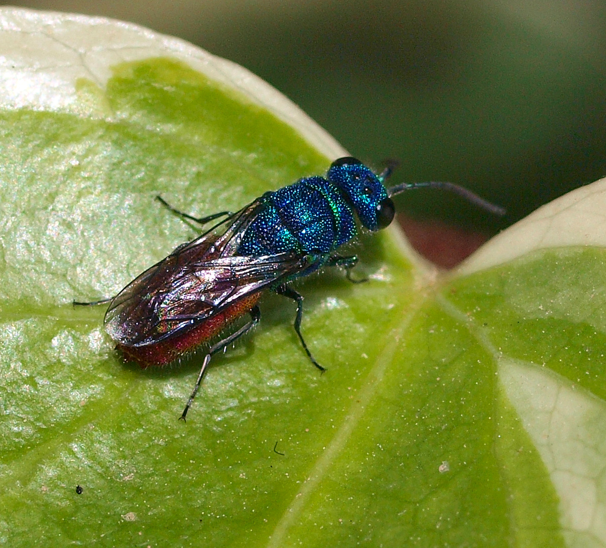 Flora and fauna of Cyprus: Chrysis ignita, a species of cuckoo wasp