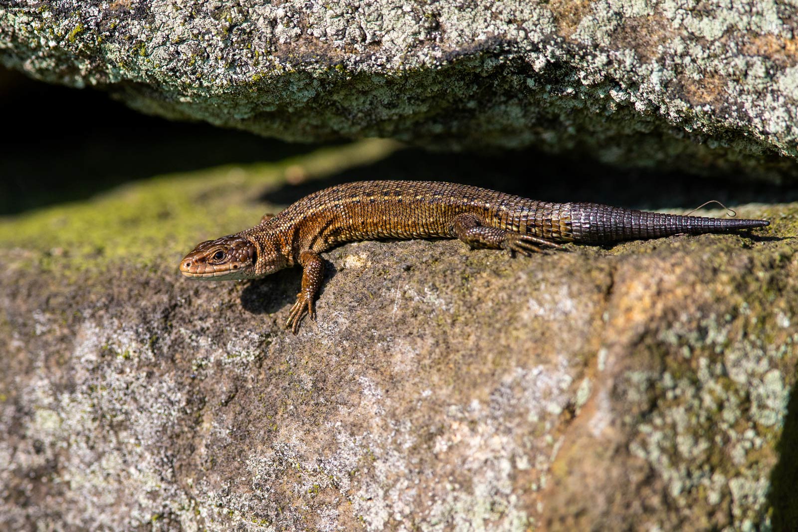 Darley Dale Wildlife: Common Lizards enjoying the last of the sunshine