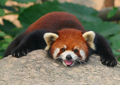 Red Panda | The Life of Animals
