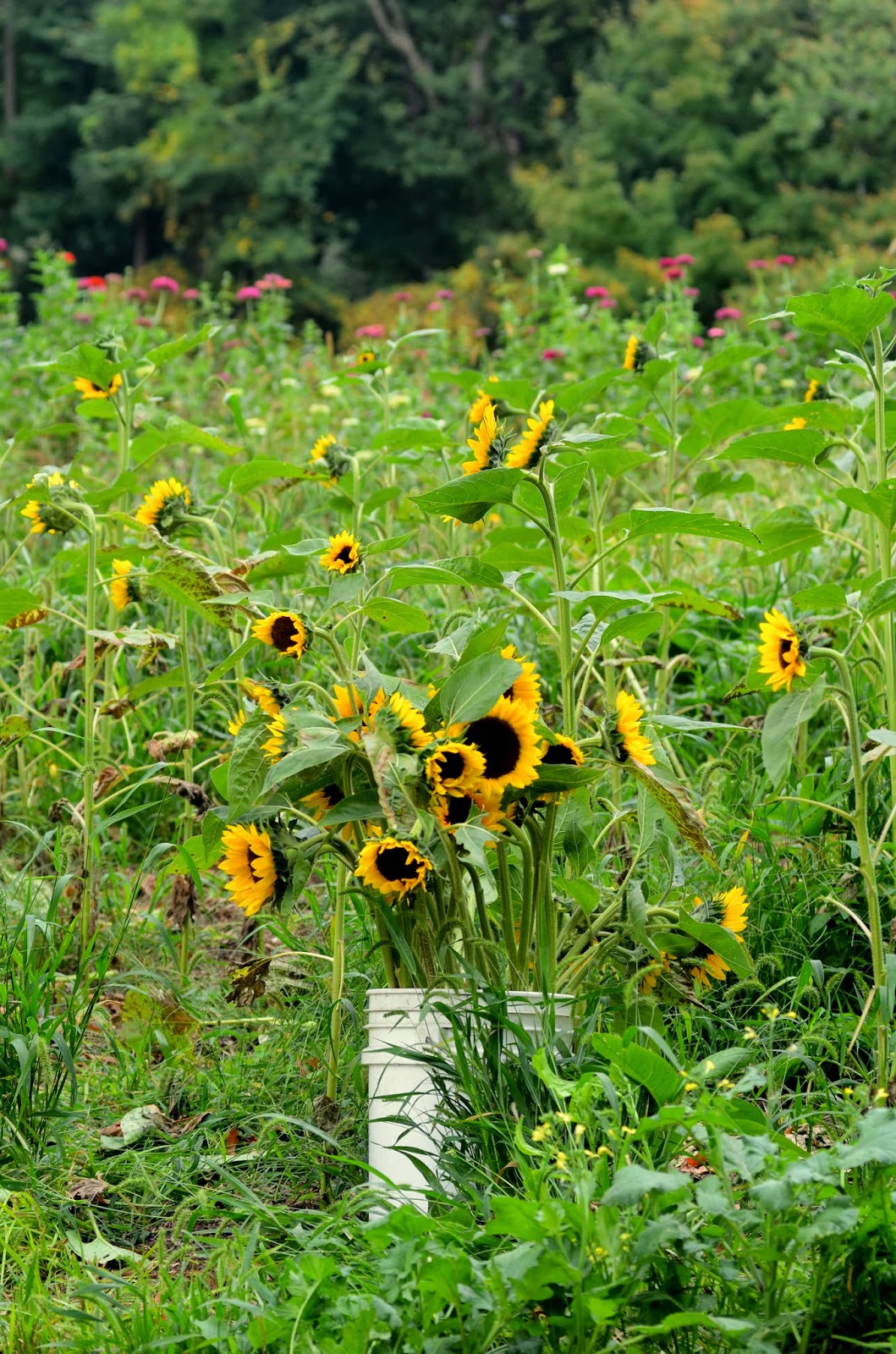 Barberry Hill Farm: Sunflowers of Autumn