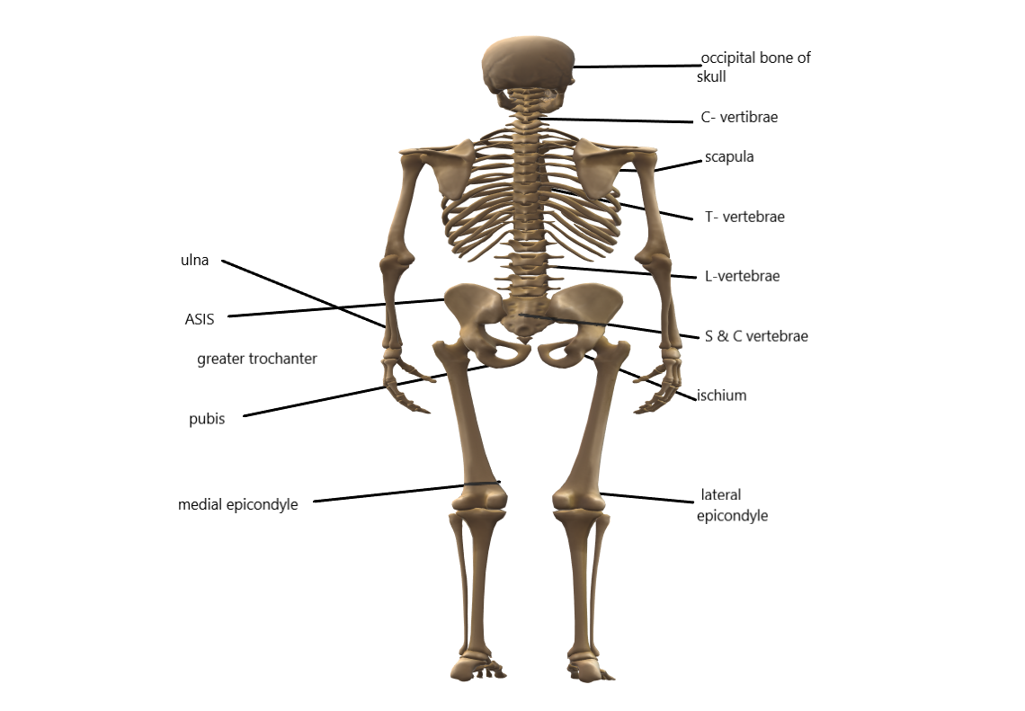 Physio Fit ( Treat with advance ): Human skeleton