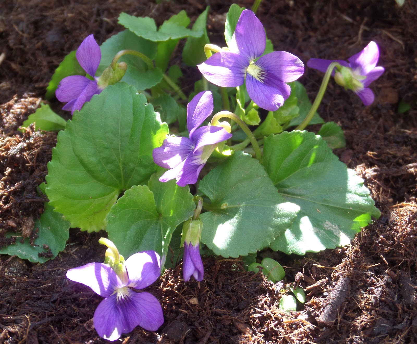 The Juicy Beauty Word