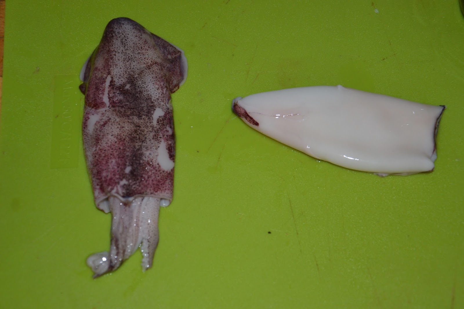 Oppdag Fisk!: Europeisk Akkar/European Squid/Common Squid/Loligo ...