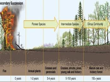 ECOLOGY OF SUCCESSION