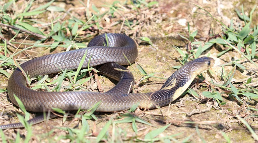 SPECIES OF SNAKES FOUND IN ASSAM