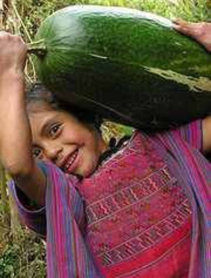 Agricultura-Huehuetenango