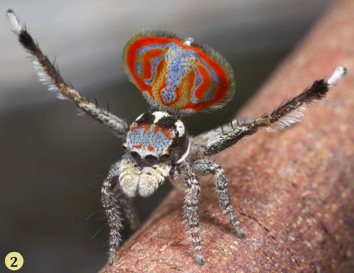 Sciency Thoughts: Maratus elephans, a new species of Peacock Spider ...