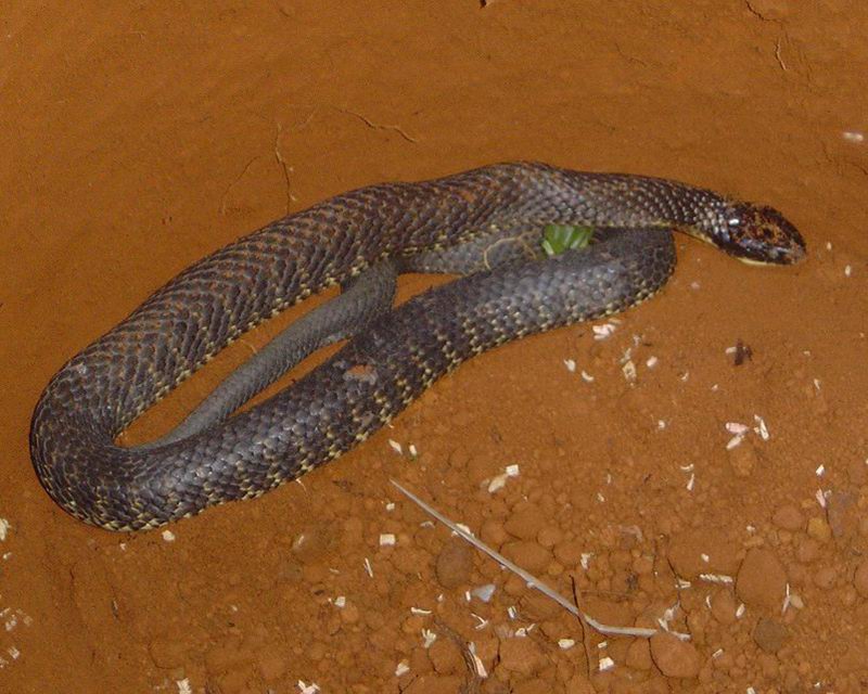 Rosa Rubicondior: Tiger Snakes Won the Venom Wars