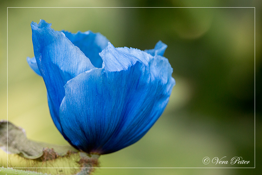 Artifactum ver@bilis Blog: Blauer Mohn