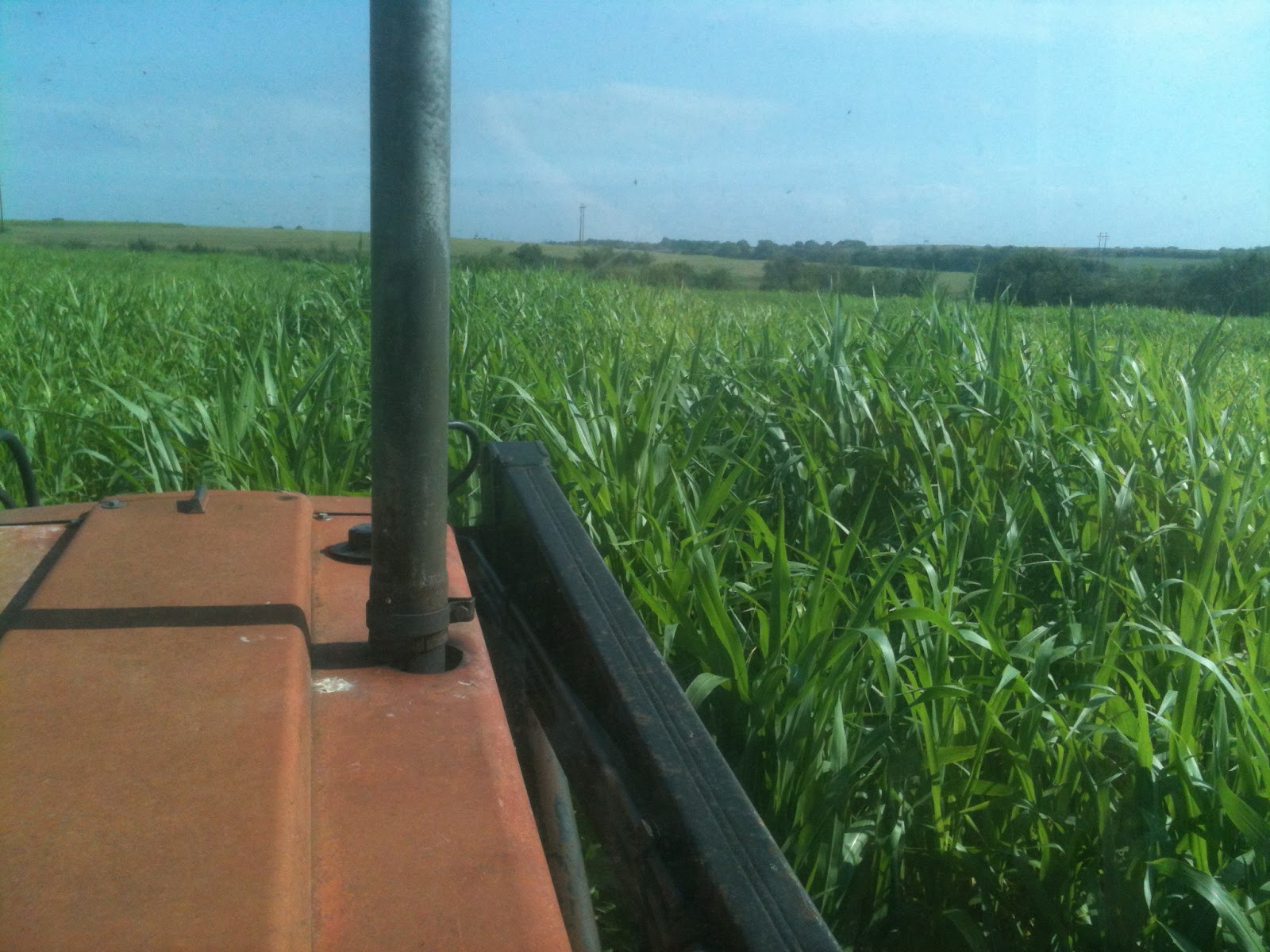Watch Out For The Bull: Baling Sorghum-sudangrass Hay