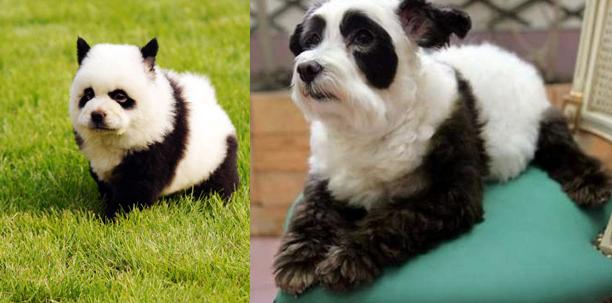 Info from Nightwill the Altaholic: Get Some Pandaren Tail