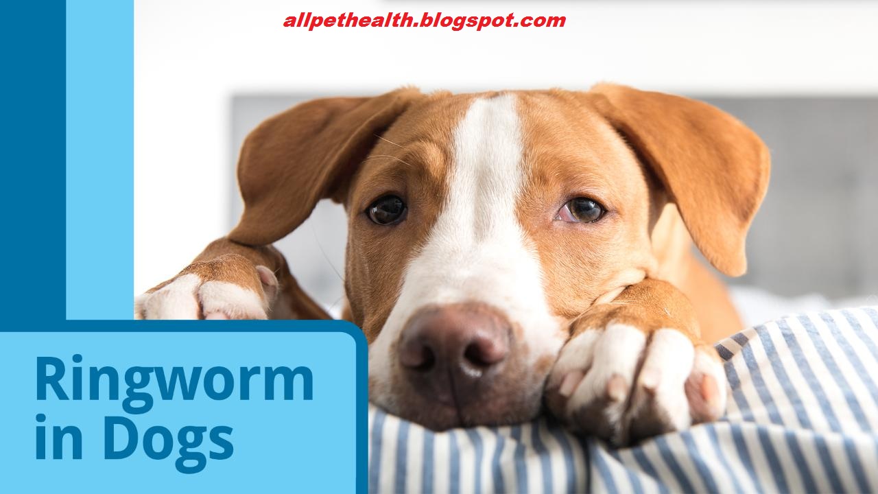 Ringworms in Dogs : Definition , Diagnosis and Treatment