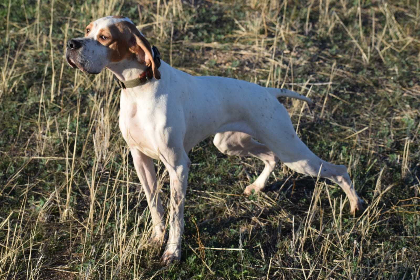 POINTER D'ALBENSE: HEMBRAS