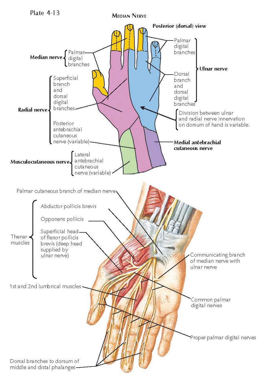 INNERVATION OF THE HAND - pediagenosis