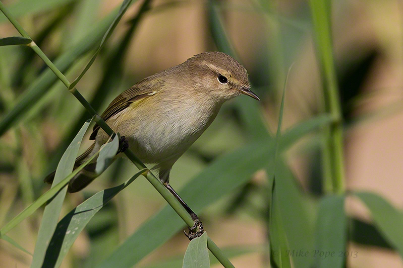 Kuwait Birding: Onward to Al Abraq
