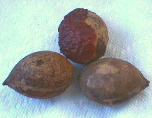 HOW TO GROW A SAGO PALM FROM SEED |The Garden of Eaden