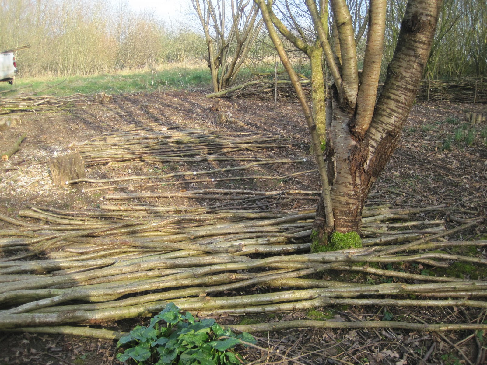 Filnore Woods Blog: First coppice coupe nearly finished