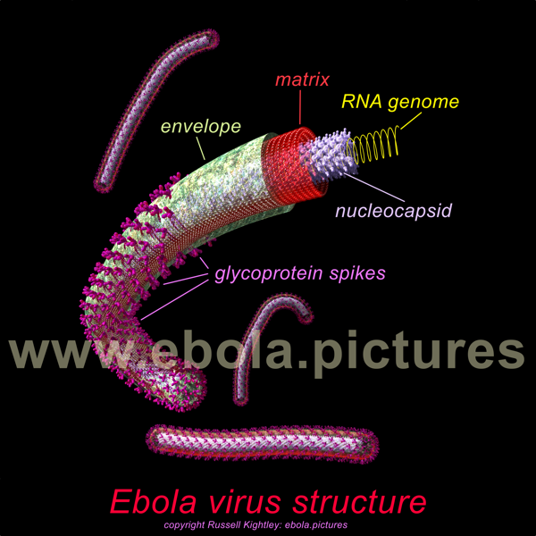 45LOVERS: structure of ebola virus