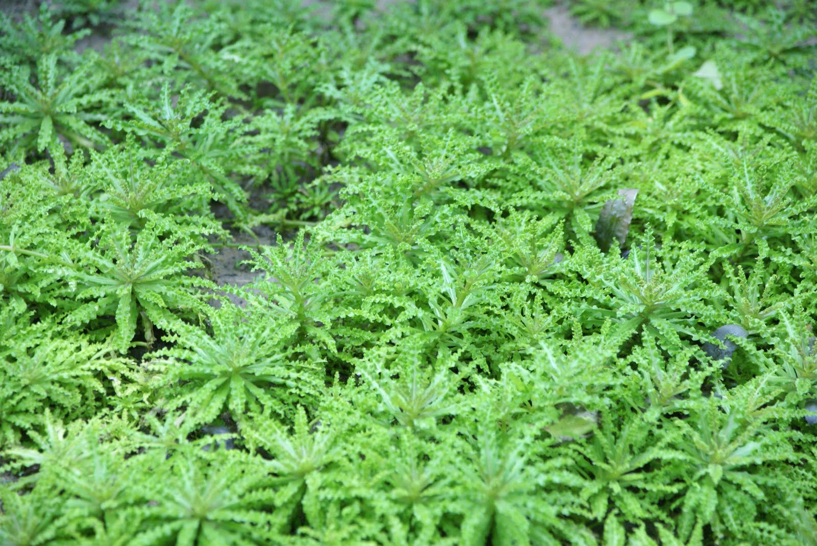 Aquatic Farmer: Pogostemon Helferi ( Downoi)