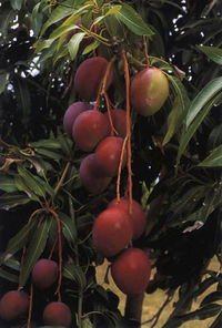 WebTvAngolana: Frutos e Frutas Silvestres de Angola 2019