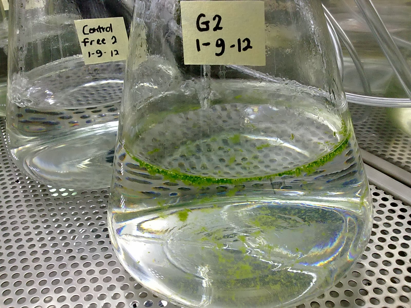 let's share: Colonial versus Filamentous algae culture in free ...