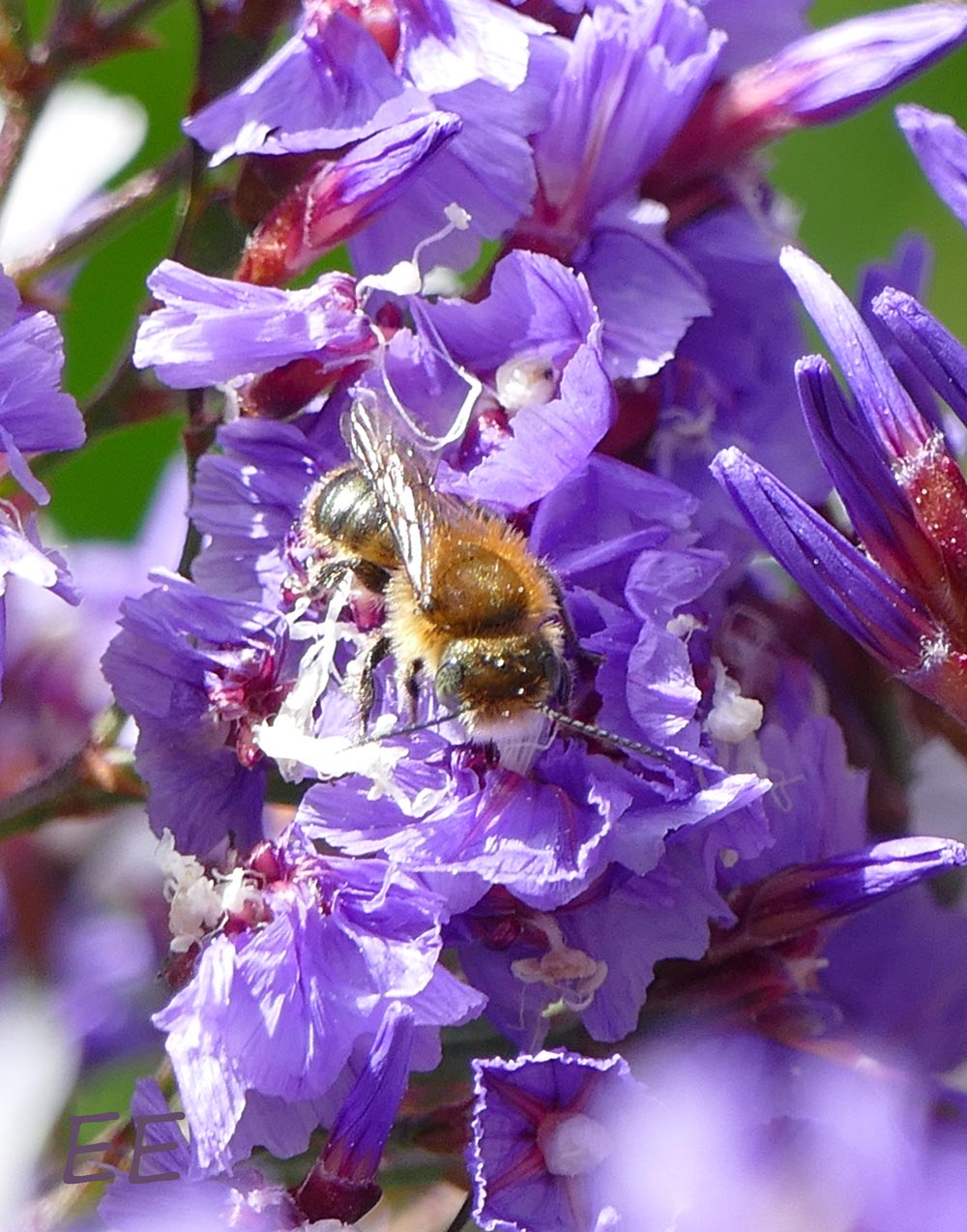Mallorca es así también: Insectos de primavera en el jardín