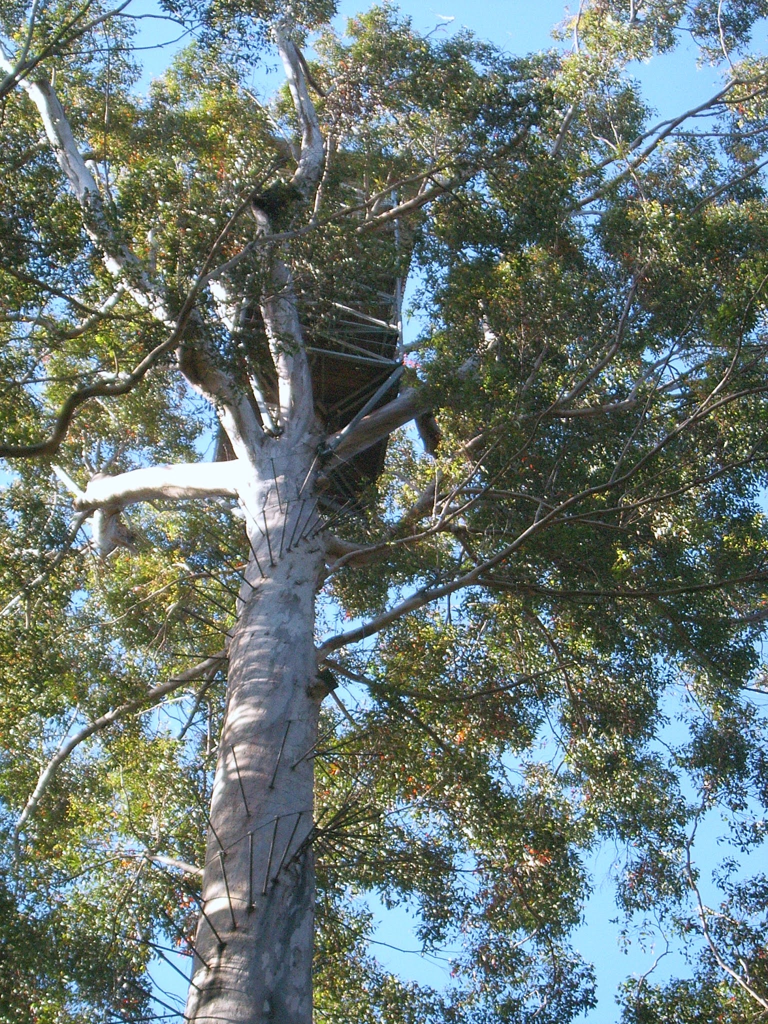 JonDent - Exploring Electronic Music: Pemberton WA - Fire Lookout ...
