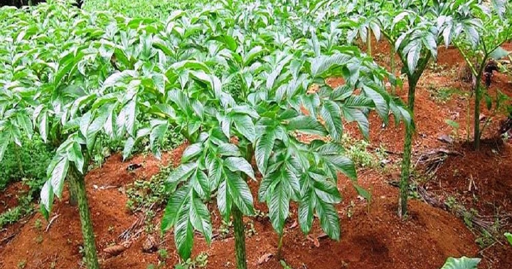 Cara Sukses Budidaya Tanaman Porang - KLIK AZZAM