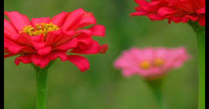 Classroom Freebies Too: 25 Spring Writing Prompts