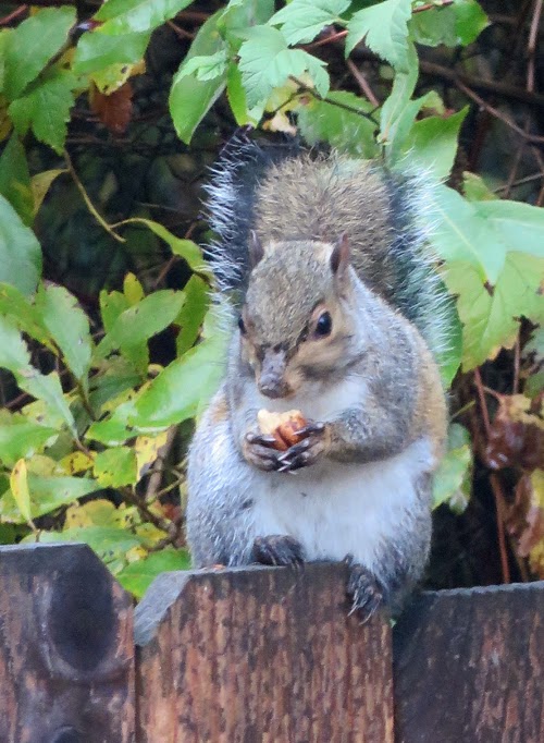 Cinnamon the Traveling Coonhound: Cinnamon Celebrates National Squirrel ...