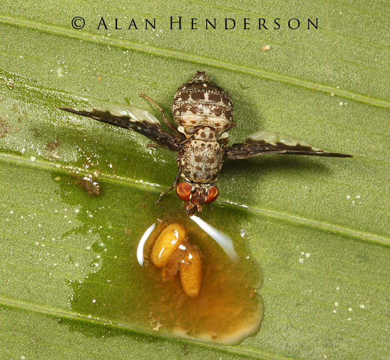 Minibeast Wildlife - Rainforest Encounters: Costa Rica - Day 2-3