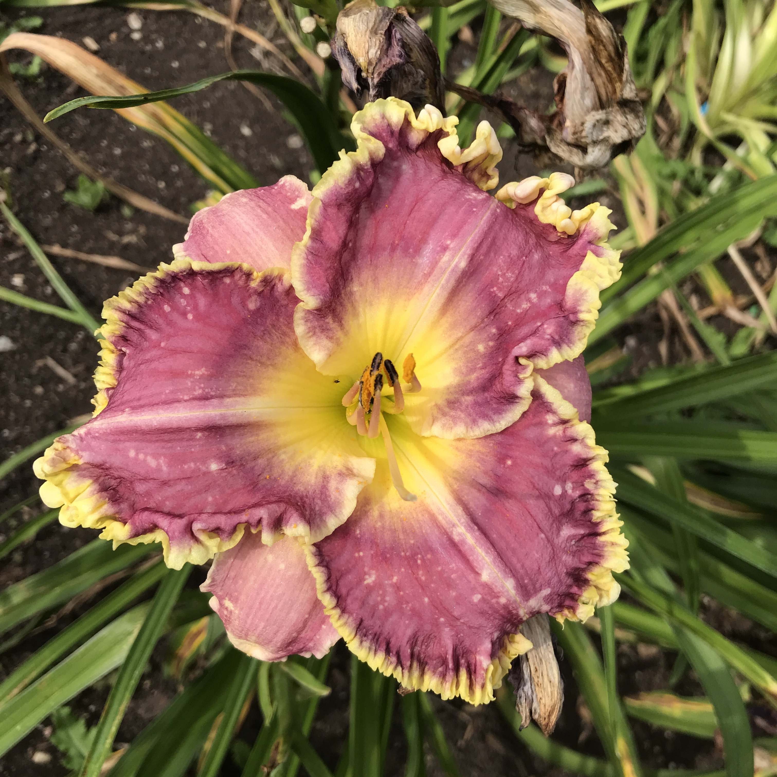 Yarnplayer's Tatting Blog: New Original Tatting Pattern: Daylily Dance