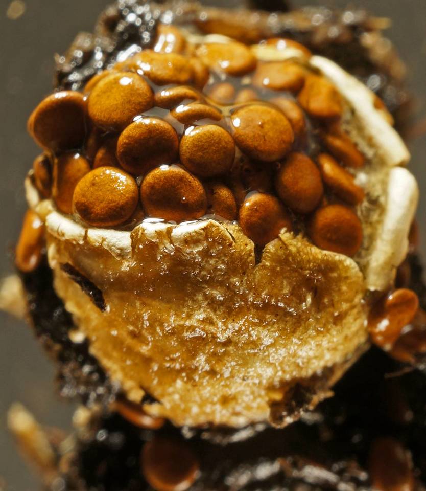 Real Monstrosities: Bird's Nest Fungus