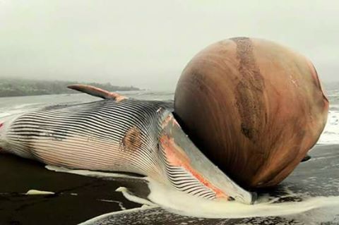TERRA REAL TIME: CILE - RINVENUTA UN ENORME BALENA CON UNO STRANO ...