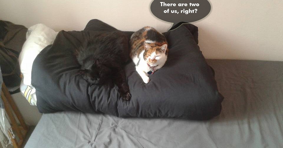 The Cats World | By Ogo Bob: The One Cat