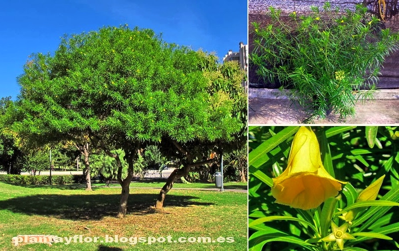 Plantas y flores: Thevetia peruviana