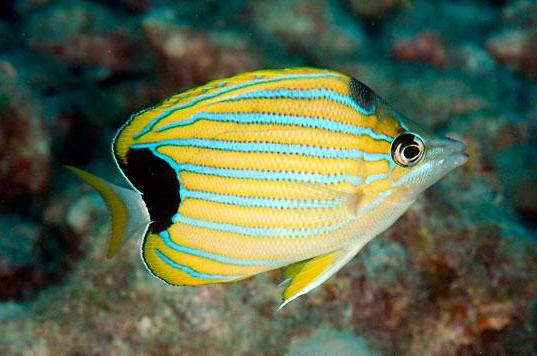 D' Ocean Aquarium: Ikan Kepe kepe (Butterfly Fish)
