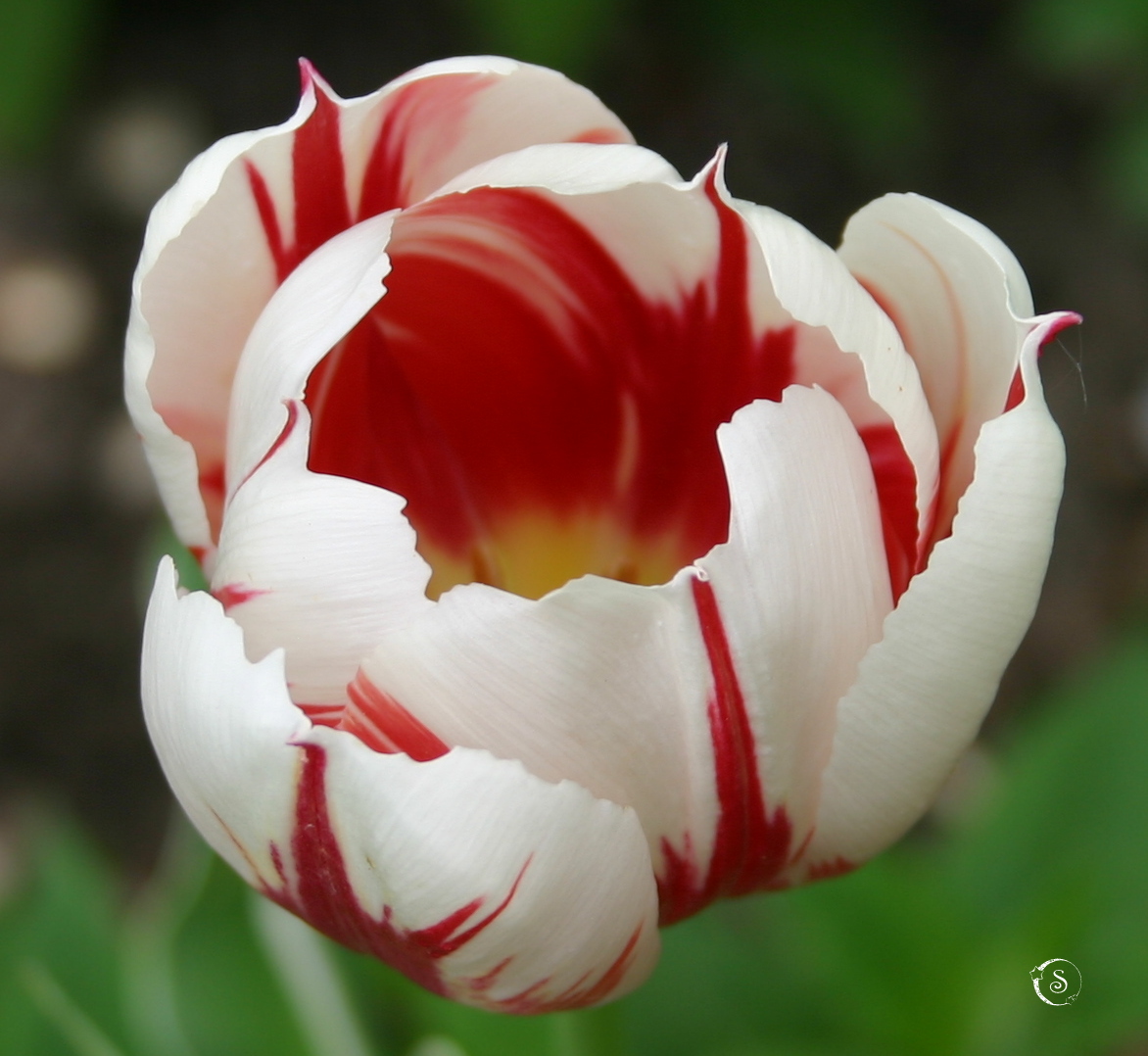 TULIPS MAKE LONG-LASTING SPRING BOUQUETS -- Combining reds and yellows ...