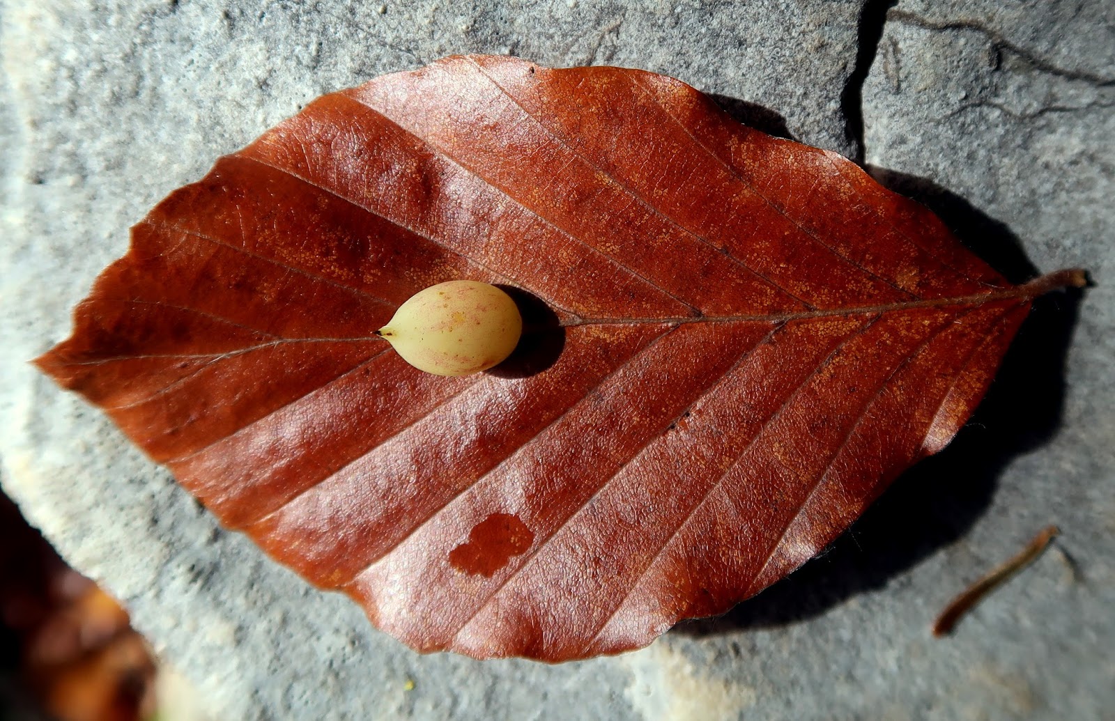 trekking de bernard: Bouclette d'automne en Chartreuse : Roche Veyrand