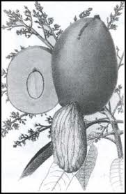 Ini Dia: BUDIDAYA TANAMAN MANGGA KUINI