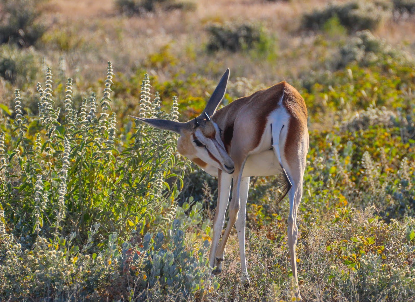 Cannundrums: Kaokoveld Springbok