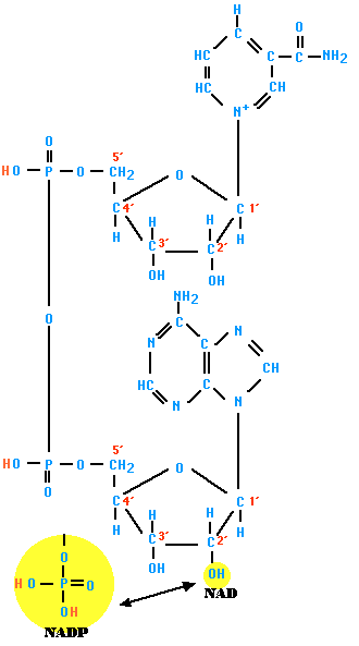 zila's world: Struktur AMP, ADP, ATP, NAD, NADP, NADPH