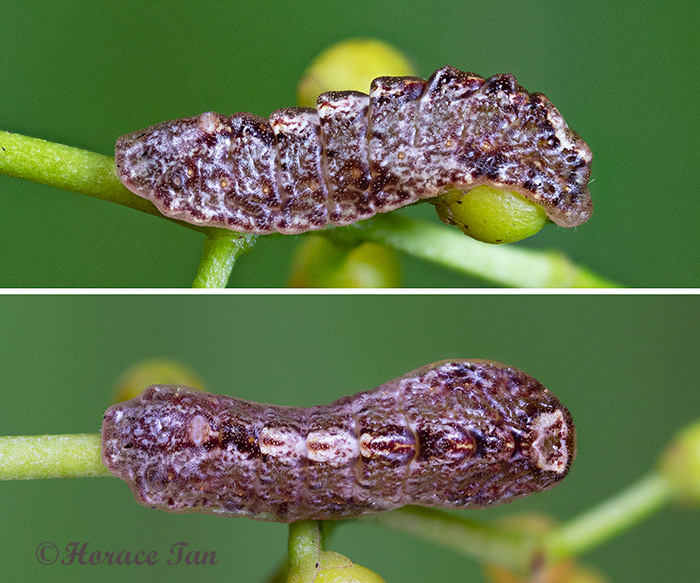 Butterflies of Singapore: Life History of the Banded Royal