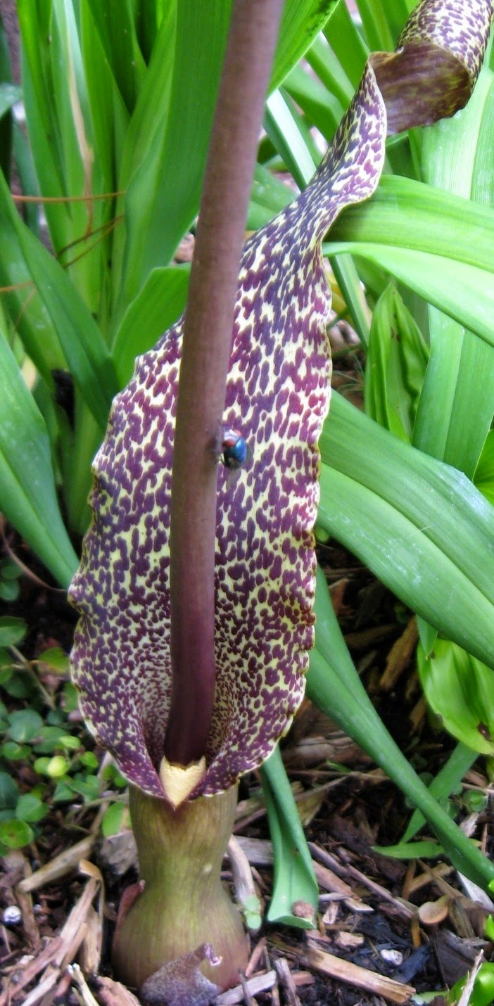 Savannahs Secret Gardens Just In Voodoo Lily