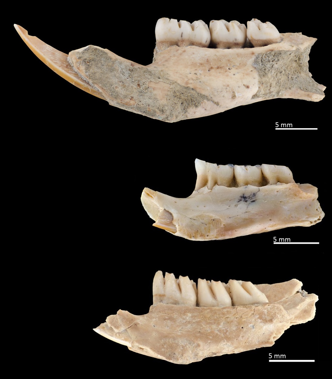 Species New to Science: [PaleoMammalogy • 2021] Crateromys ballik ...