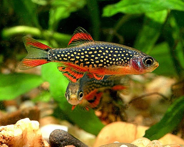 Galaxy Rasbora - Danio Margaritatus