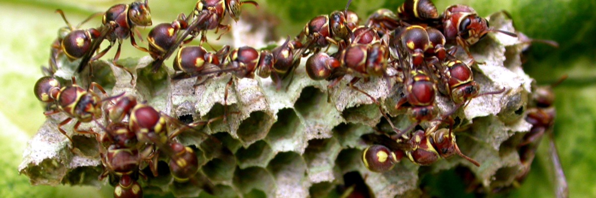 Formigas - Como surgiu a primeira colônia de Formigas