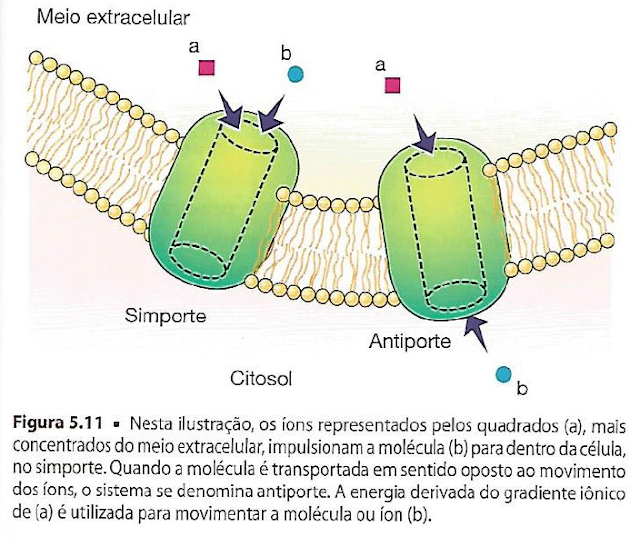 Simporte e antiporte