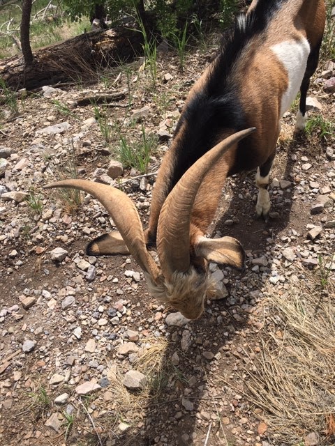 Blue Heron Blast: Terry's insane goat caper